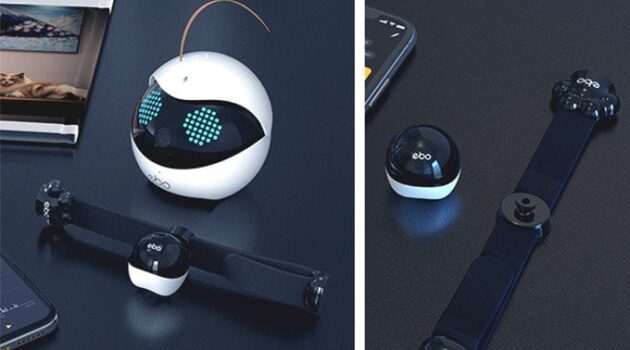 Play and watch with your cat remotely using your smartphone - Geeky Gadgets